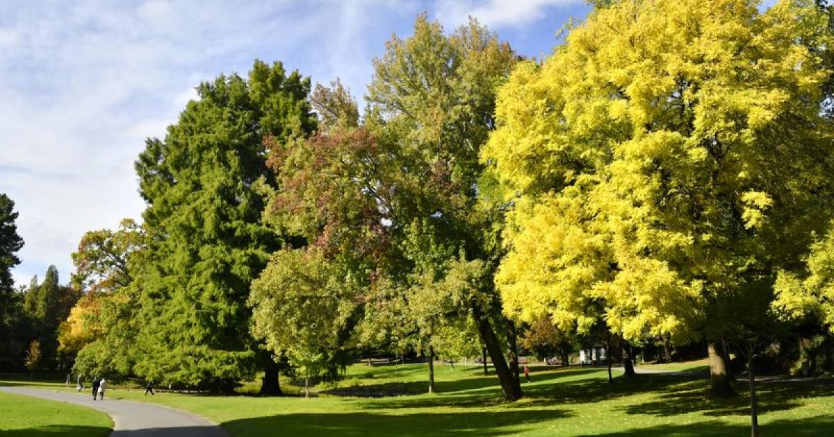 Arbres, nouveau parc : Nantes enracine un peu plus la nature dans la ...