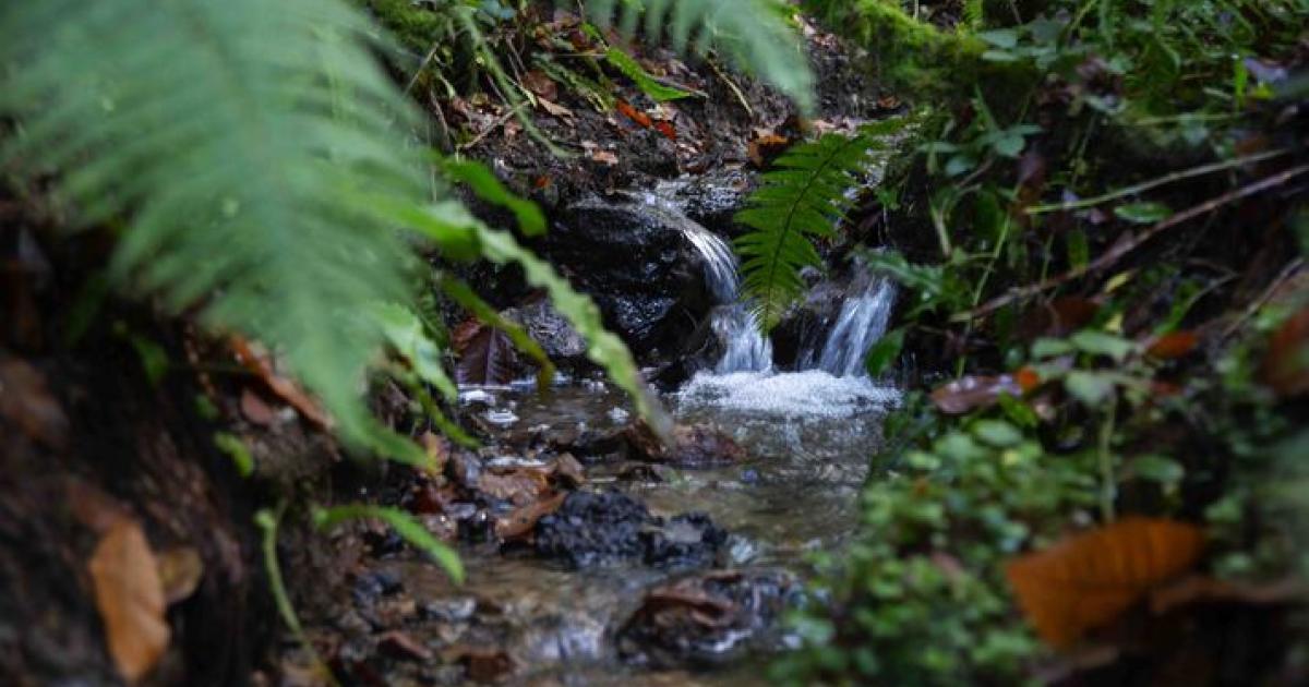 Balades de l’Étoile verte : Cens et Chézine, les vallées bocage ...