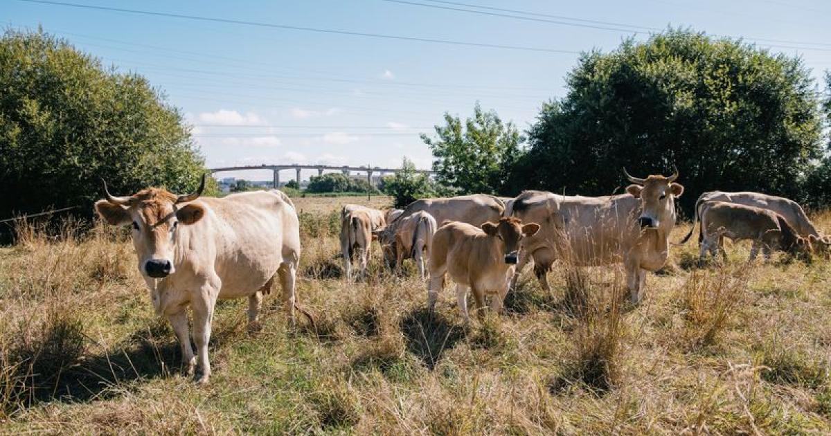 De la vache nantaise écolo dans nos assiettes | Nantes, ville et métropole